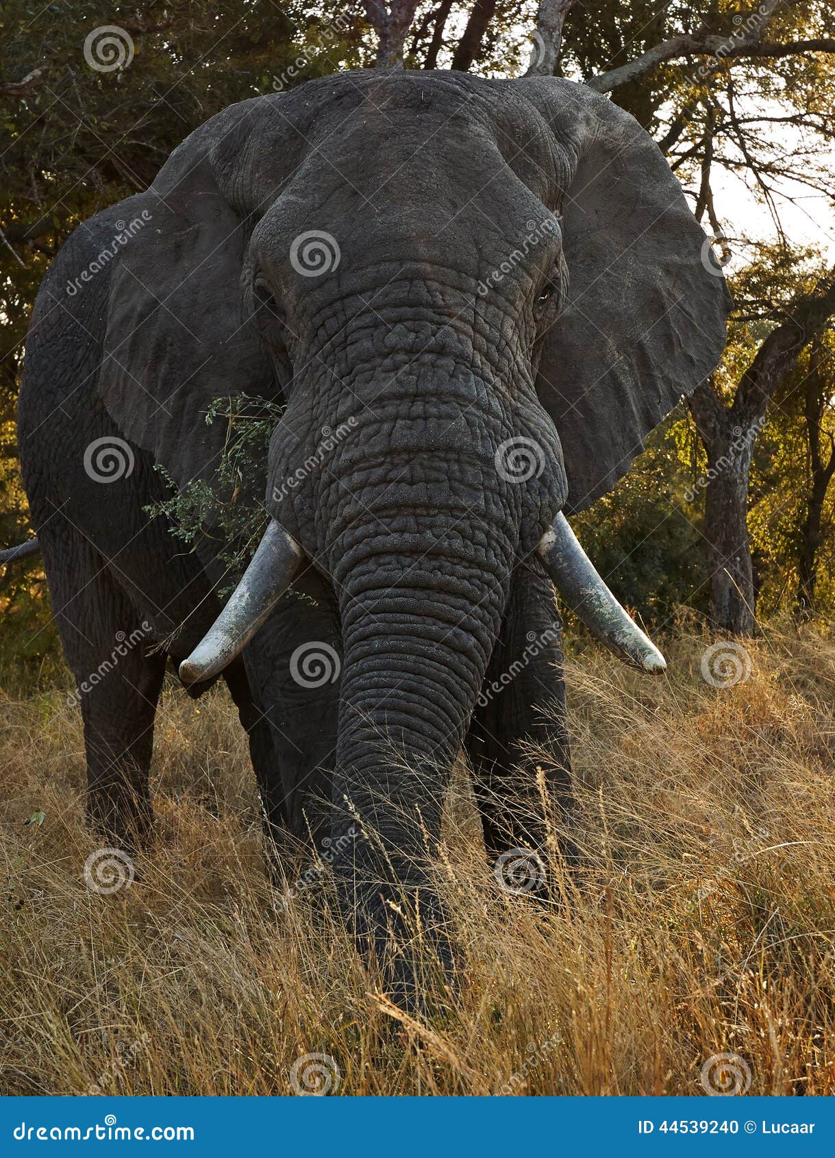 Big male elephant stock photo. Image of animals, outdoors - 44539240