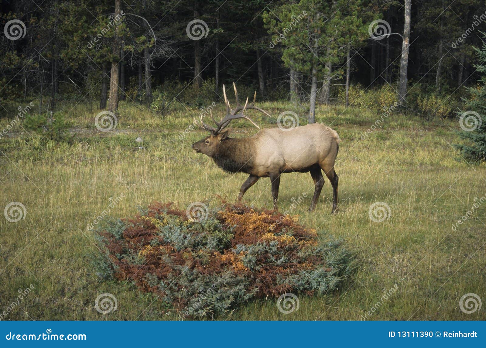 Big male elk stock photo. Image of pine, wapiti, outdoors - 13111390