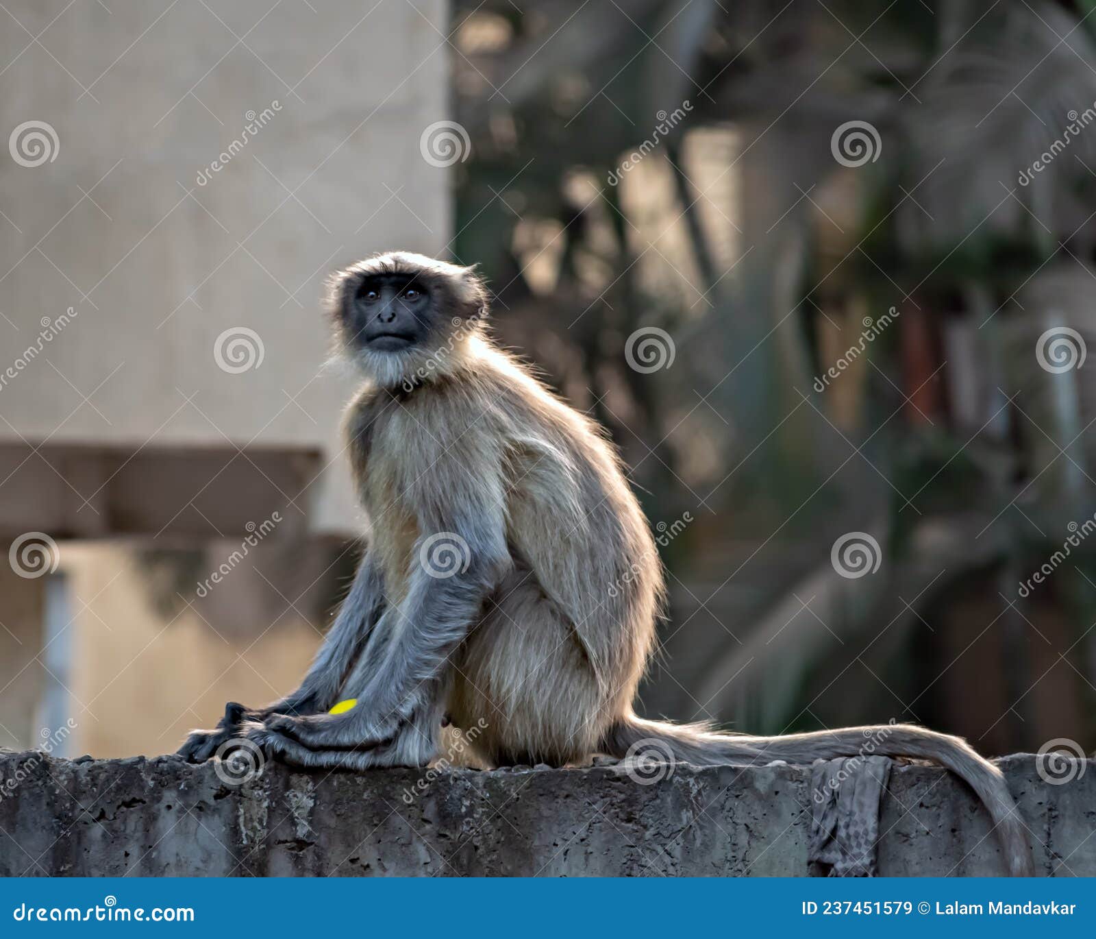 Big Male Indian Monkey Sitting on a Wall and Looking Ahead Stock Image ...