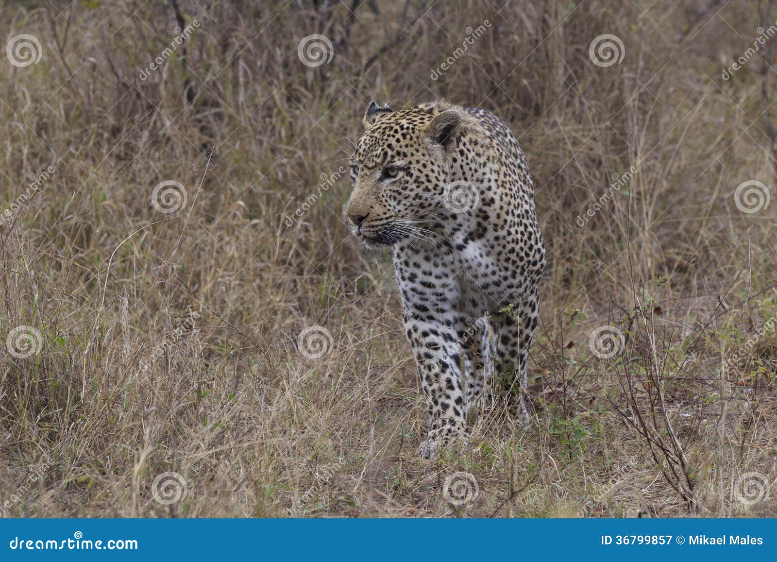 Big Male Leopard on the Hunt for Prey Stock Image - Image of climbing ...