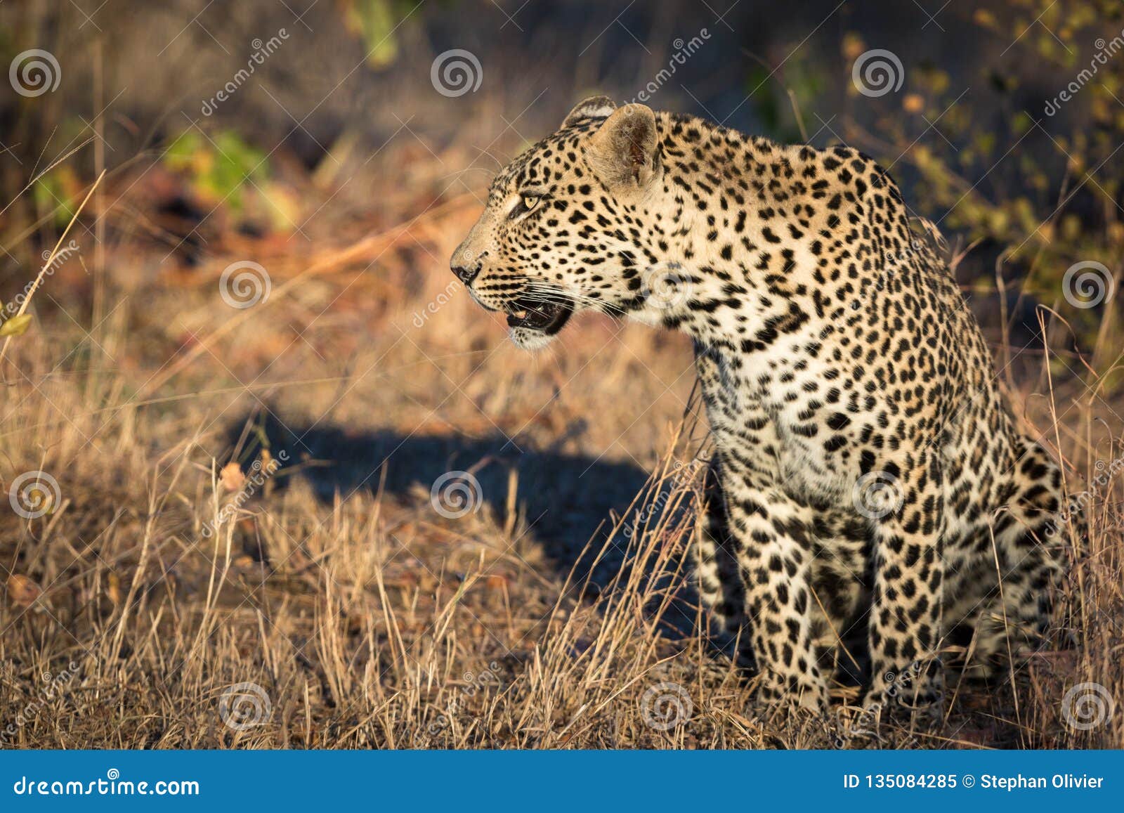 Big male leopard sitting. stock image. Image of afternoon - 135084285