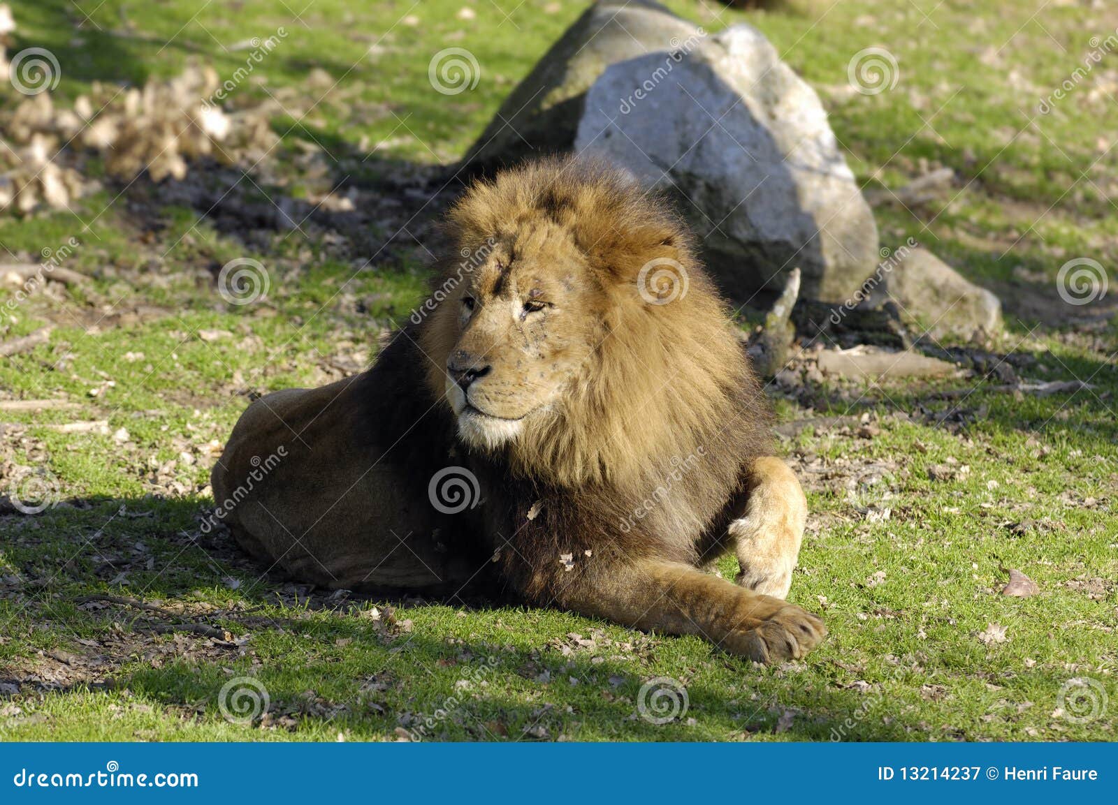 Big male lion stock image. Image of nature, wild, adult - 13214237