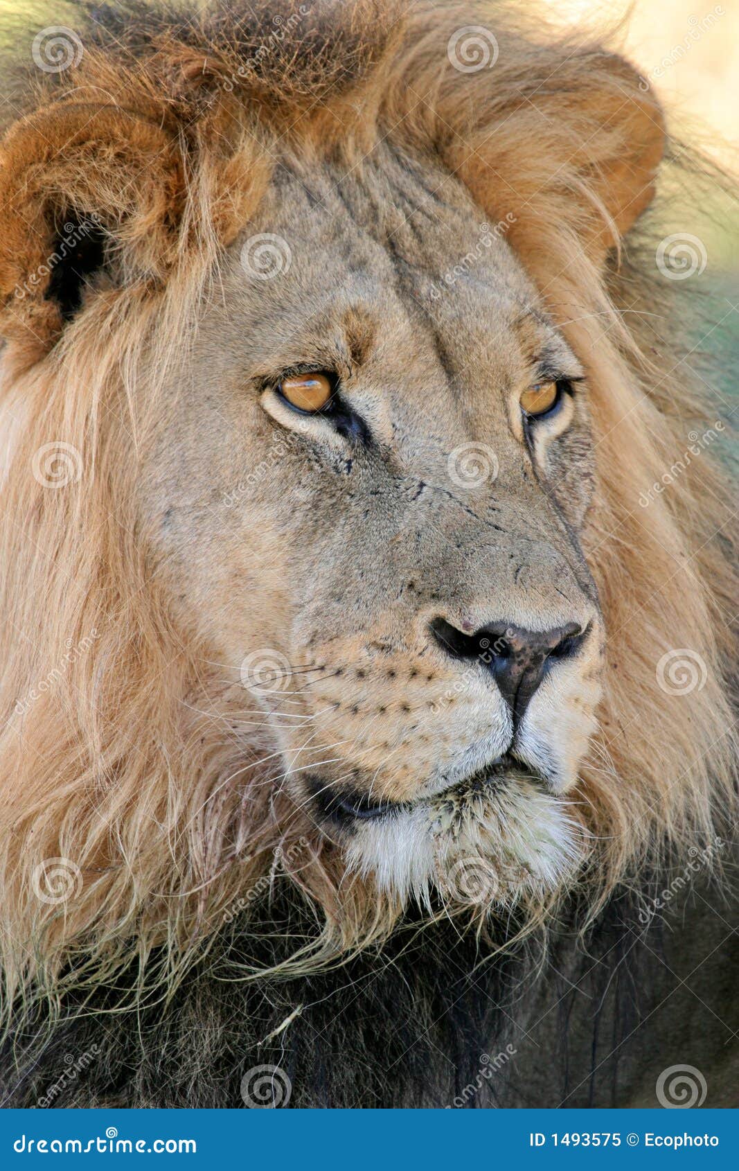 Big male lion stock image. Image of nature, predator, desert - 1493575