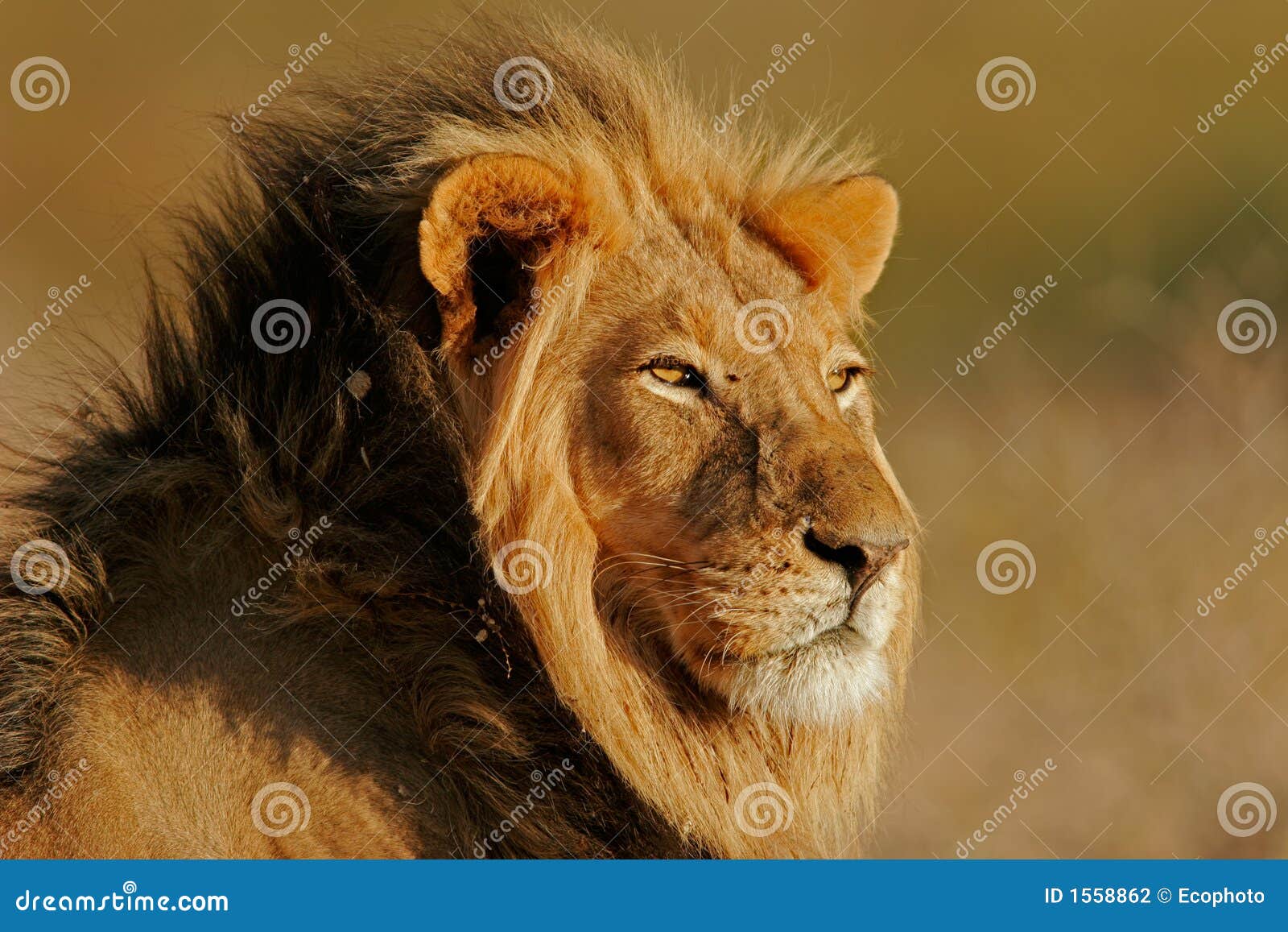 Big male lion stock photo. Image of animal, roar, hair - 1558862