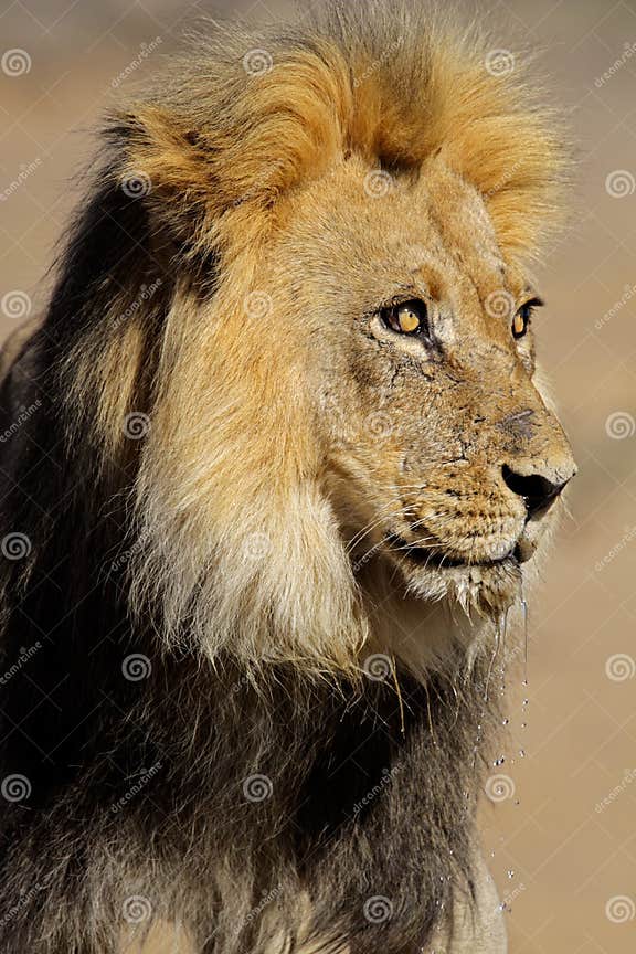Big male lion stock image. Image of mane, dangerous, face - 20908377
