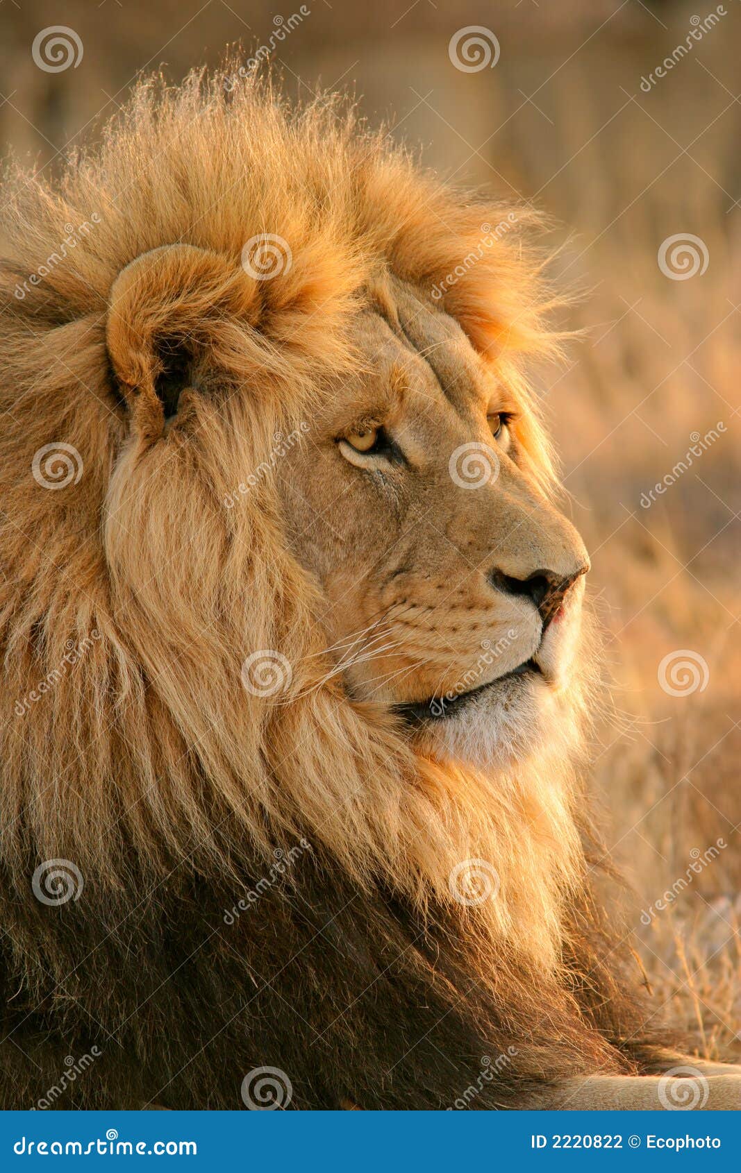 Big male lion stock photo. Image of feline, big5, safari - 2220822