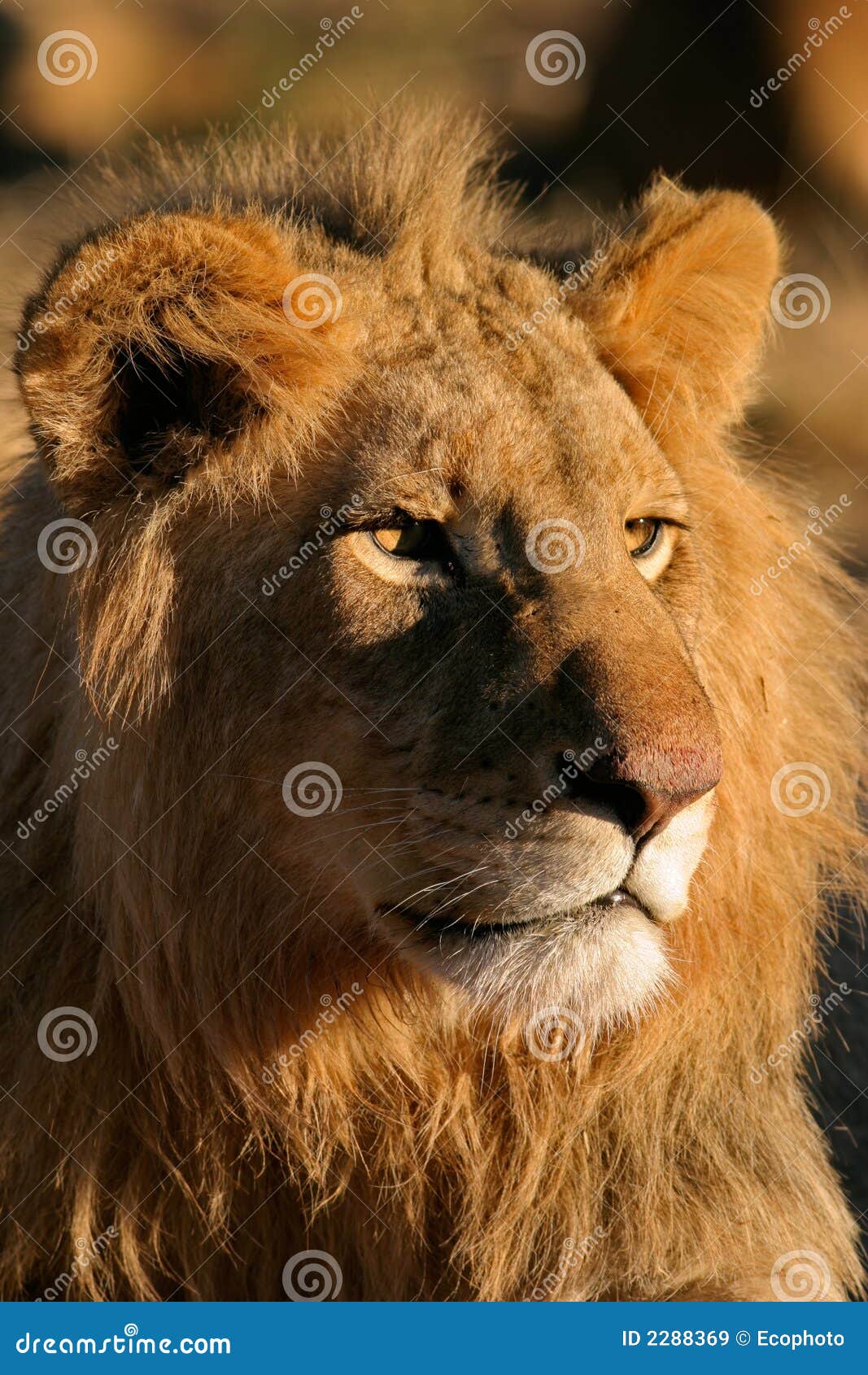 Big male lion stock image. Image of desert, rest, africa - 2288369