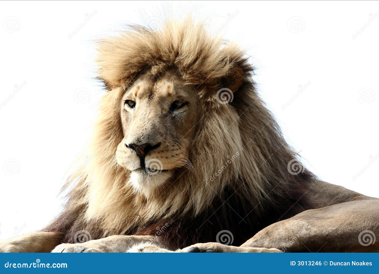Backside Lion Stock Photos - Free & Royalty-Free Stock Photos from ...