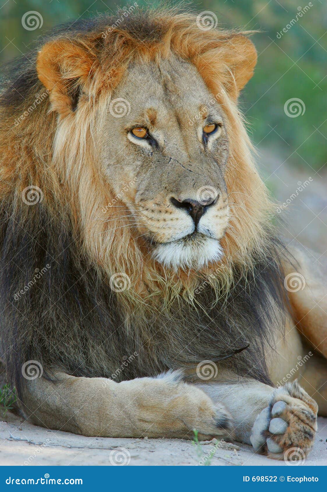 Big male lion stock photo. Image of relaxed, rest, hunter - 698522