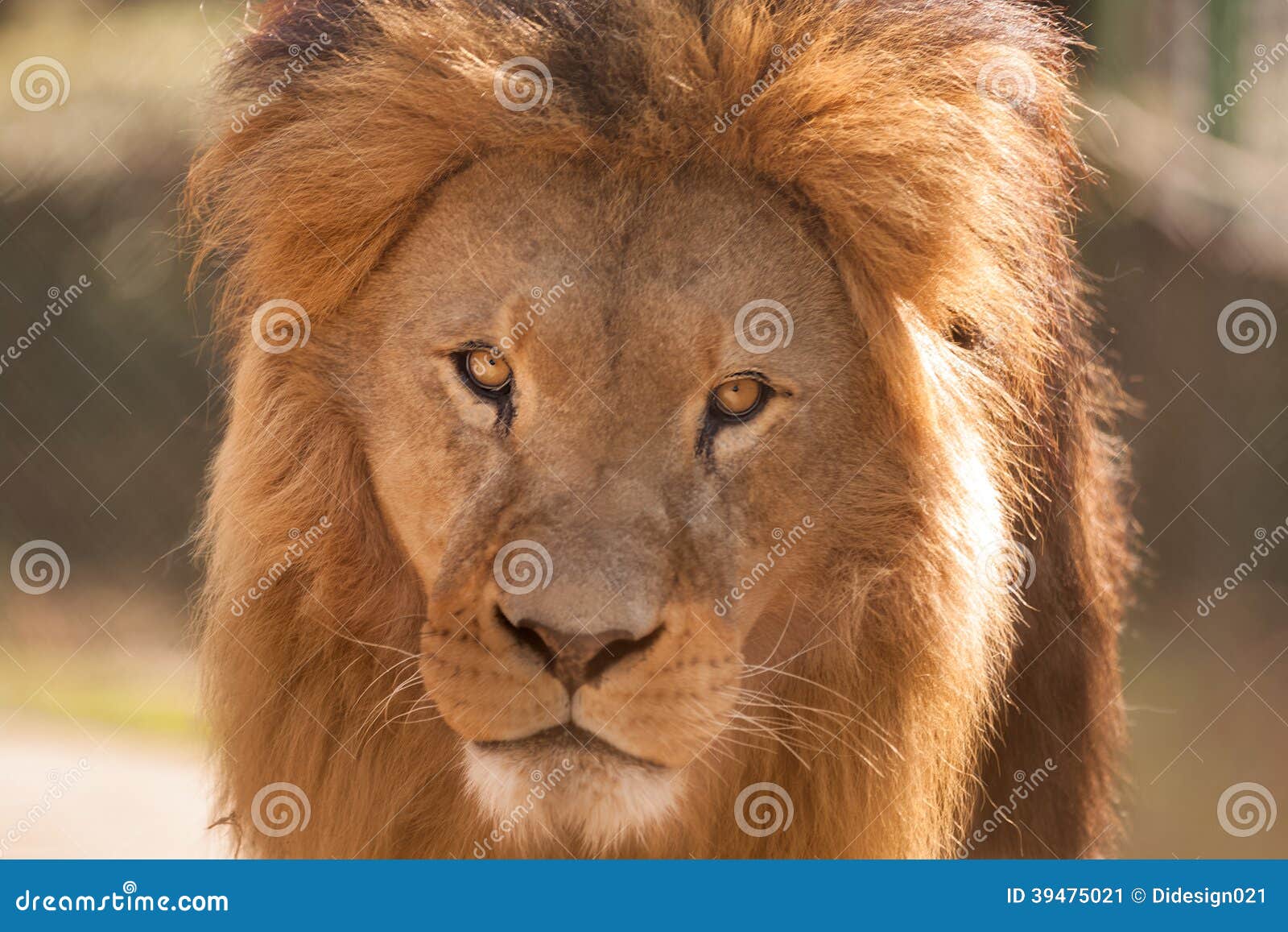 Big male lion stock image. Image of african, leader, animals - 39475021