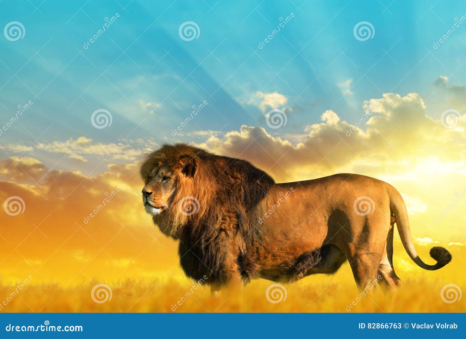 Big Male Lion on the Savannah Stock Image - Image of south, large: 82866763
