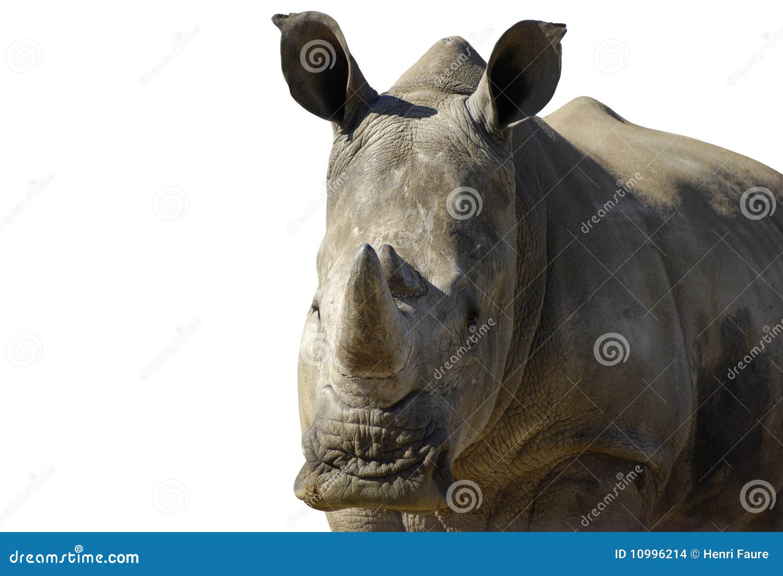 Big male rhinoceros stock photo. Image of tanzanie, animal - 10996214
