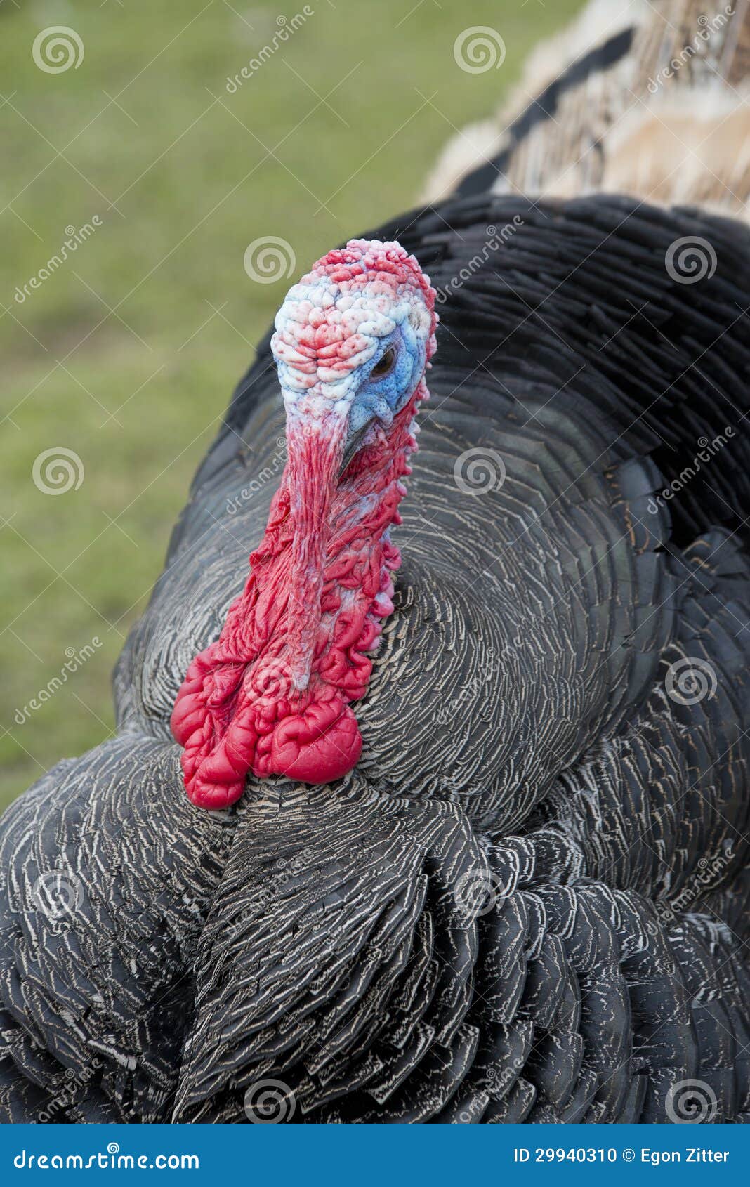 Male turkey stock photo. Image of adult, poultry, alive - 29940310