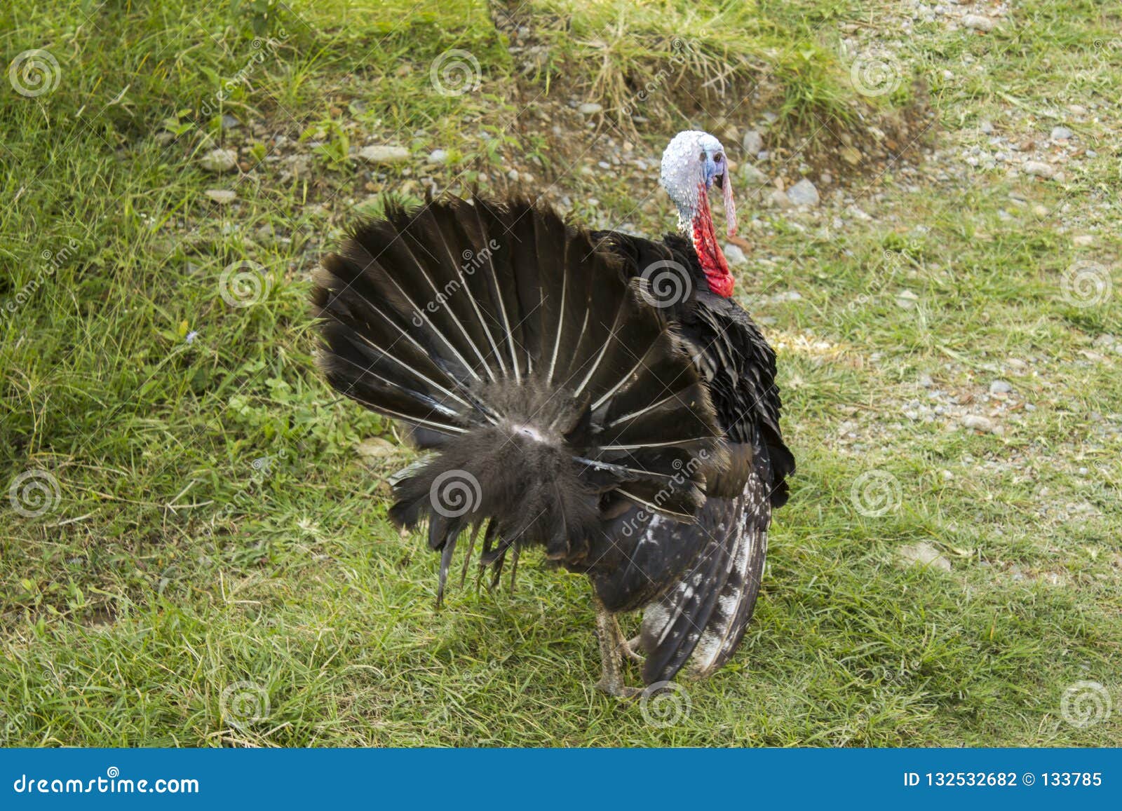 A Big Male Turkey with Open Tail on a Green Meadow Stock Photo - Image ...