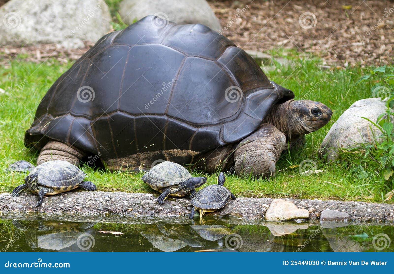 Big mamma turtle stock photo. Image of shell, nature - 25449030