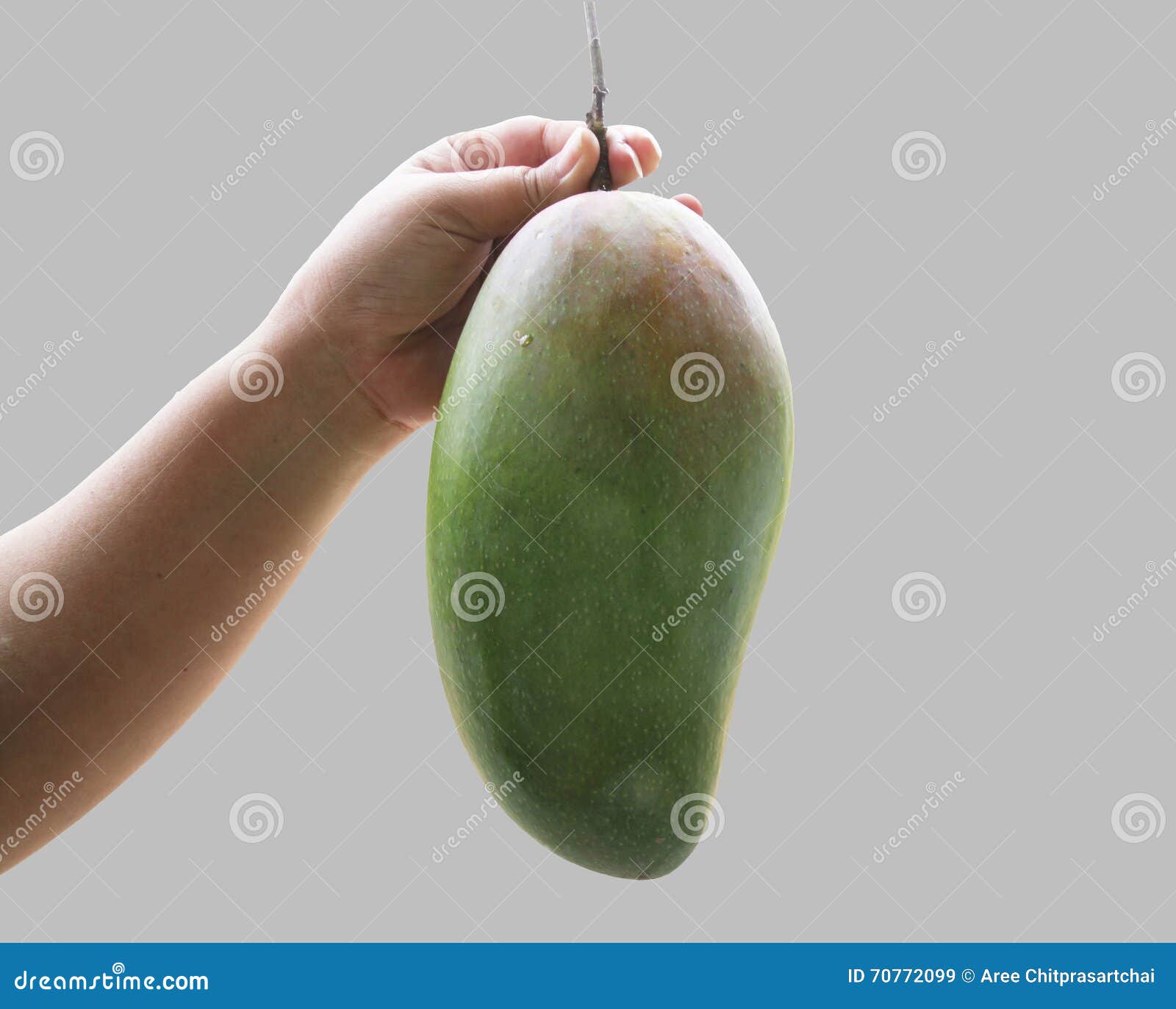 Big mango stock image. Image of peel, nature, sour, young - 70772099