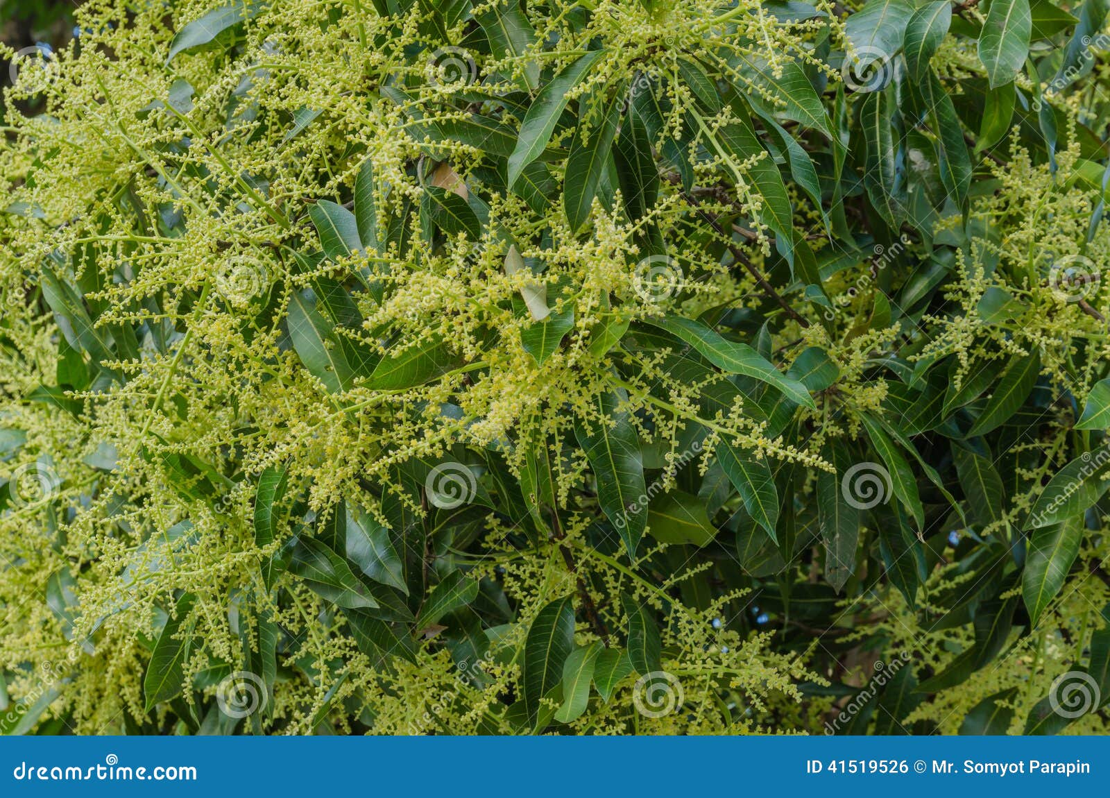 The Big Mango Tree in Efflorescence Season Stock Photo - Image of ...