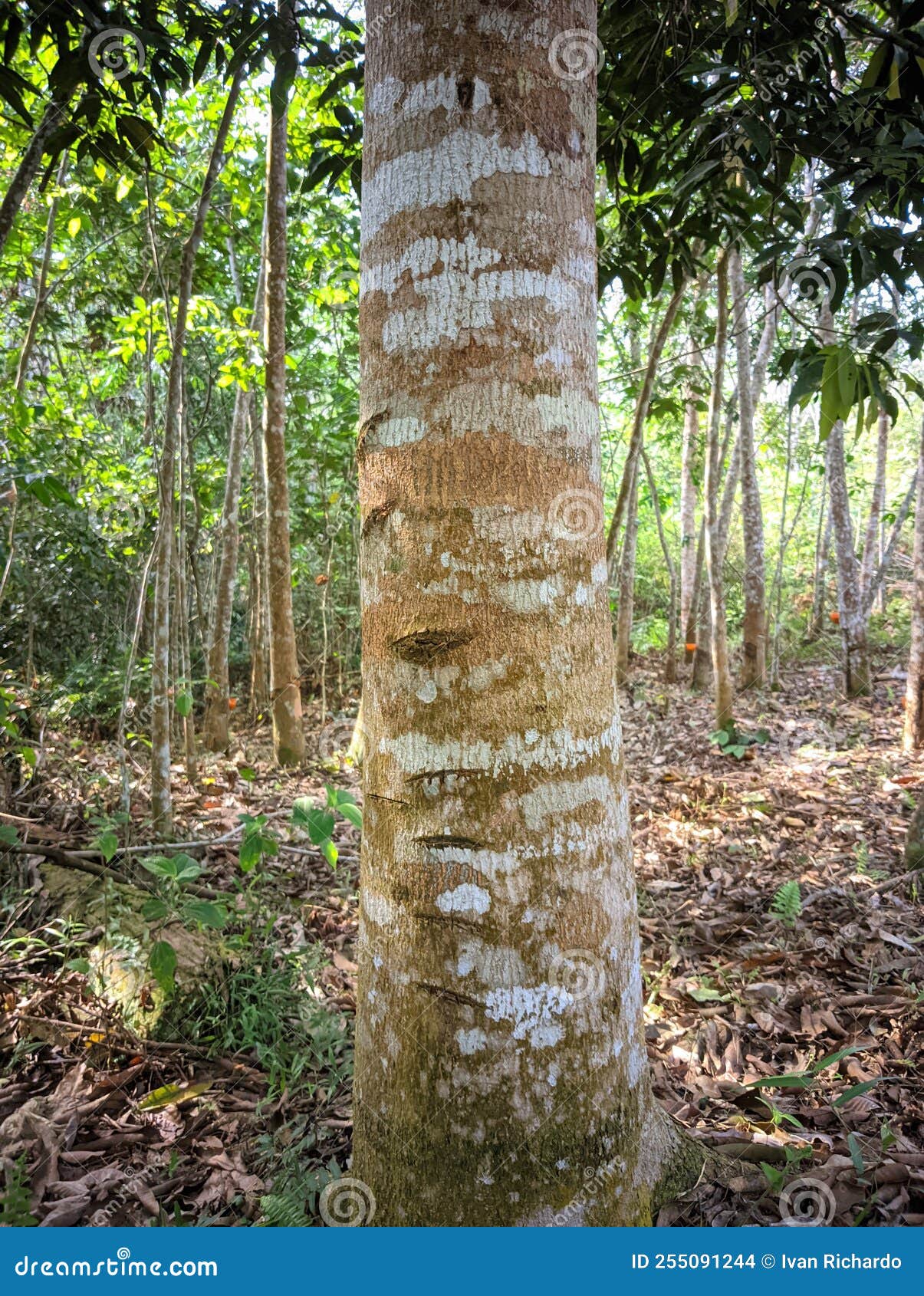 Big Mango Tree in the Forest Stock Photo - Image of moss, color: 255091244