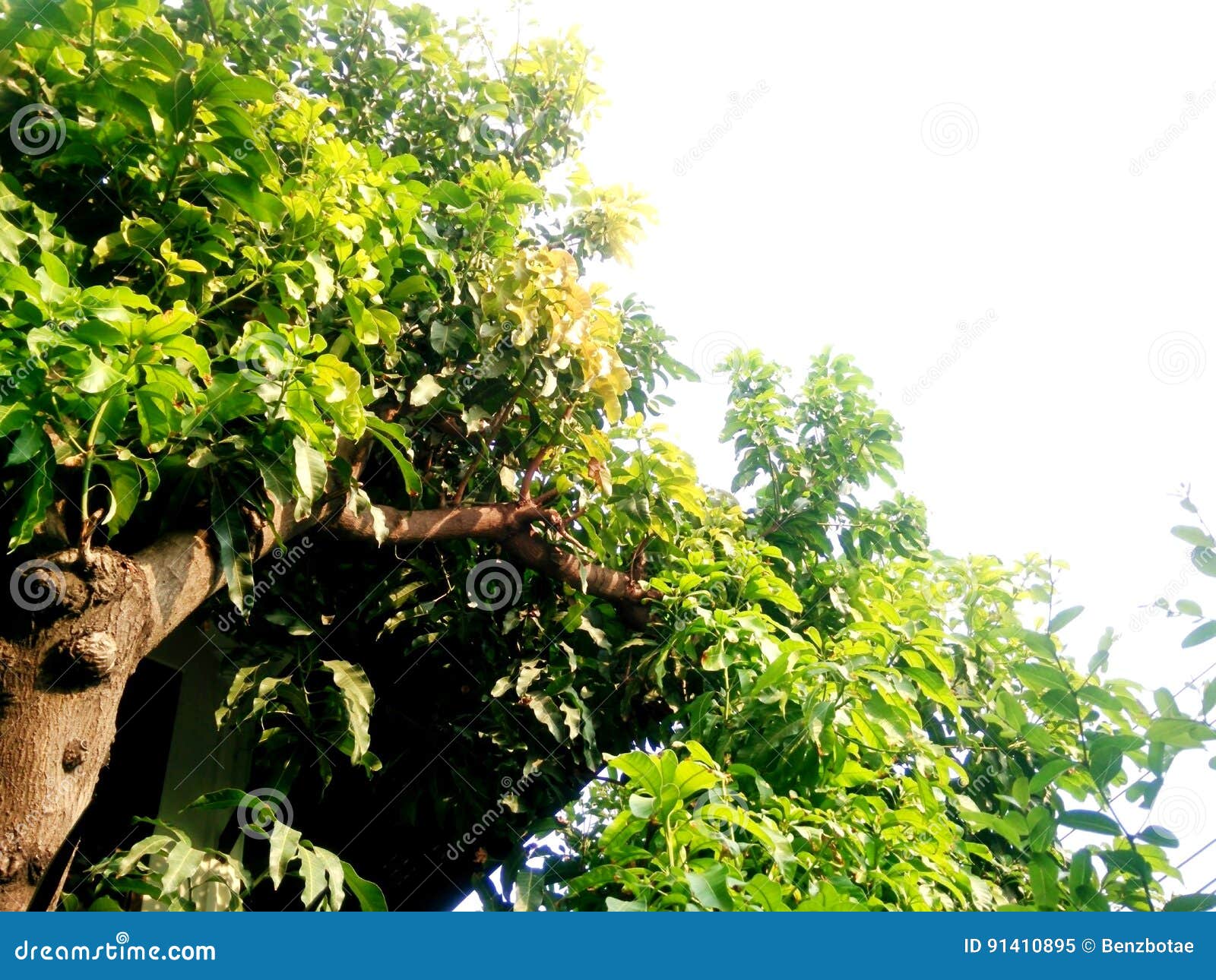 Big Mango Tree Stock Photos - Download 733 Royalty Free Photos