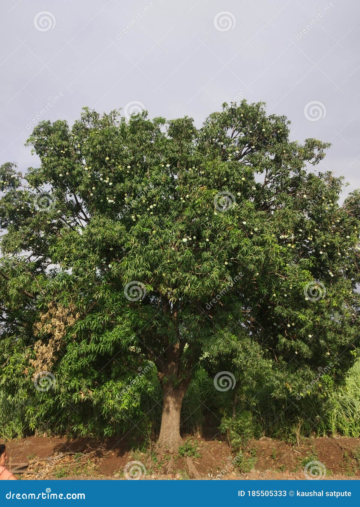 Big Mango Tree Stock Photos - Download 874 Royalty Free Photos