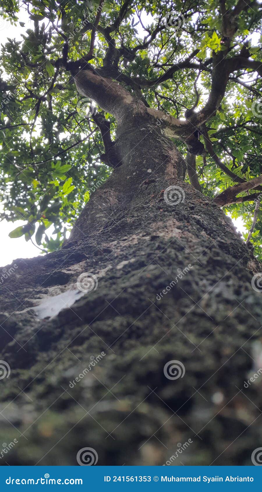 Big Mango Tree in the Yard Area Stock Image - Image of wildlife, garden ...