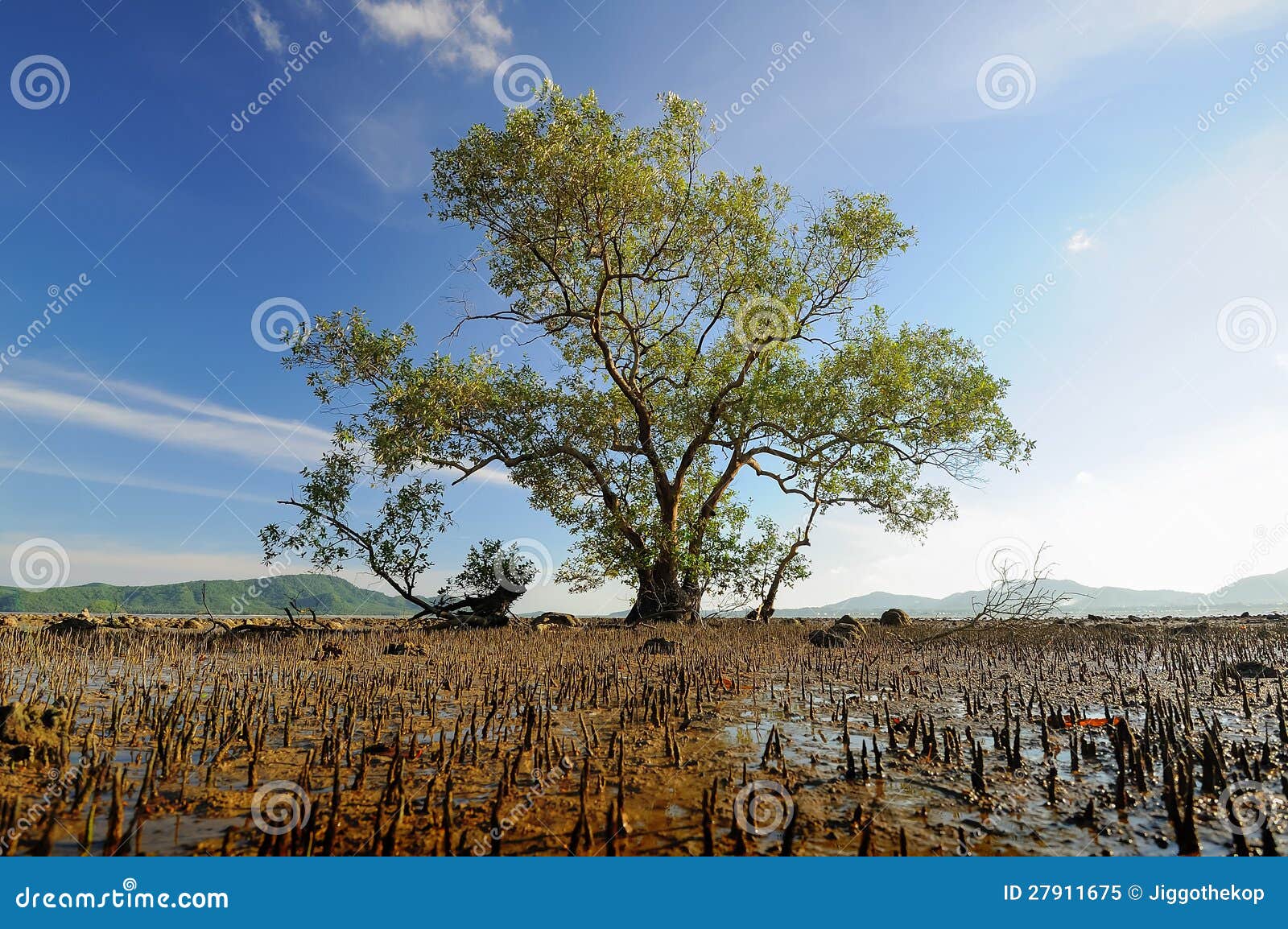 Big mangrove stock image. Image of tide, yellow, background - 27911675