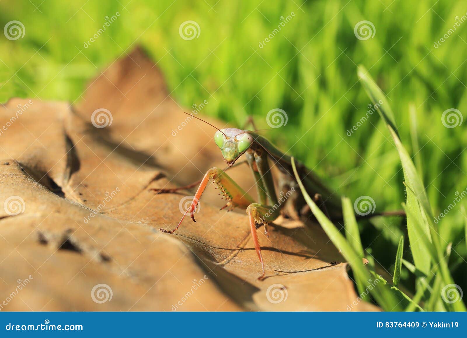 Big Mantis on a Background of Green Grass Stock Image - Image of nature ...