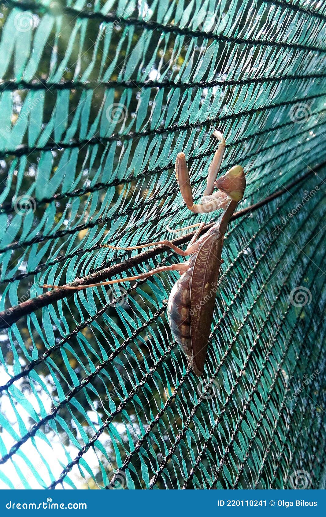 Big Mantis on the Green Background Stock Image - Image of shading ...