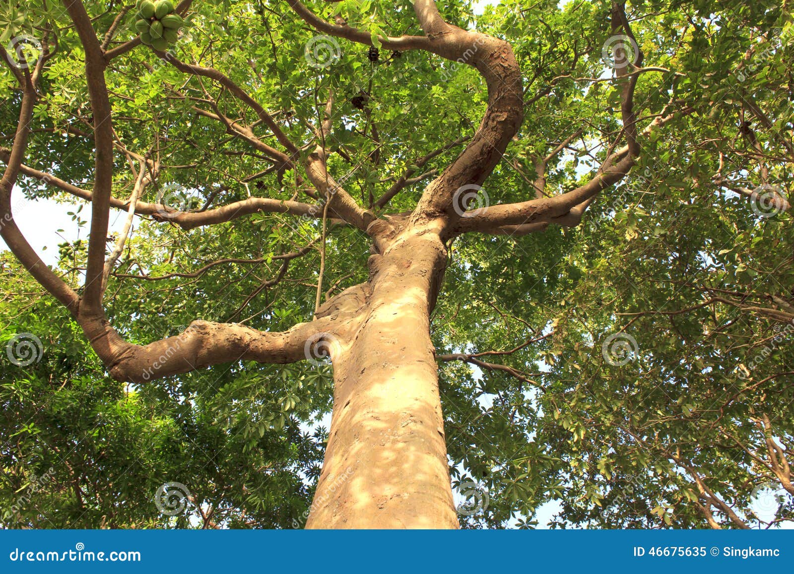 Big Maple - Stock Image stock image. Image of forest - 46675635