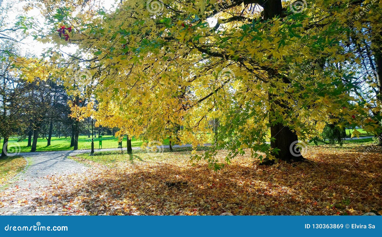 Big Maple Tree in Autumn Park Stock Image - Image of forest, season ...