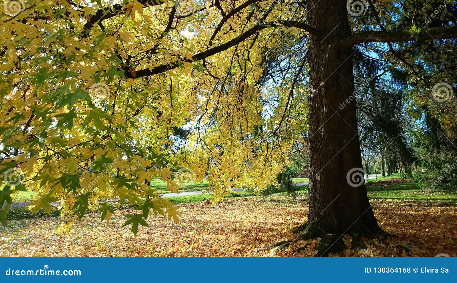 Big Maple Tree in Autumn Park Stock Photo - Image of forest, blue ...