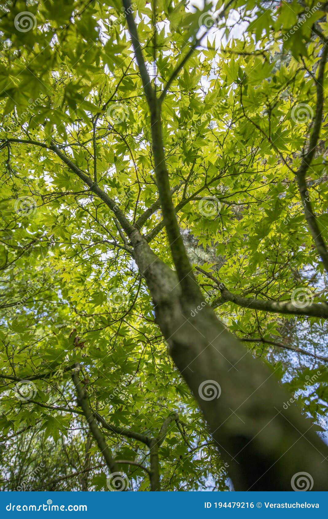 Big maple tree close up stock photo. Image of maple - 194479216