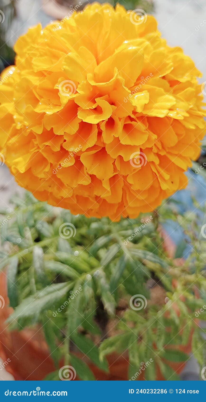 A big Marigold stock photo. Image of garden, leaves - 240232286