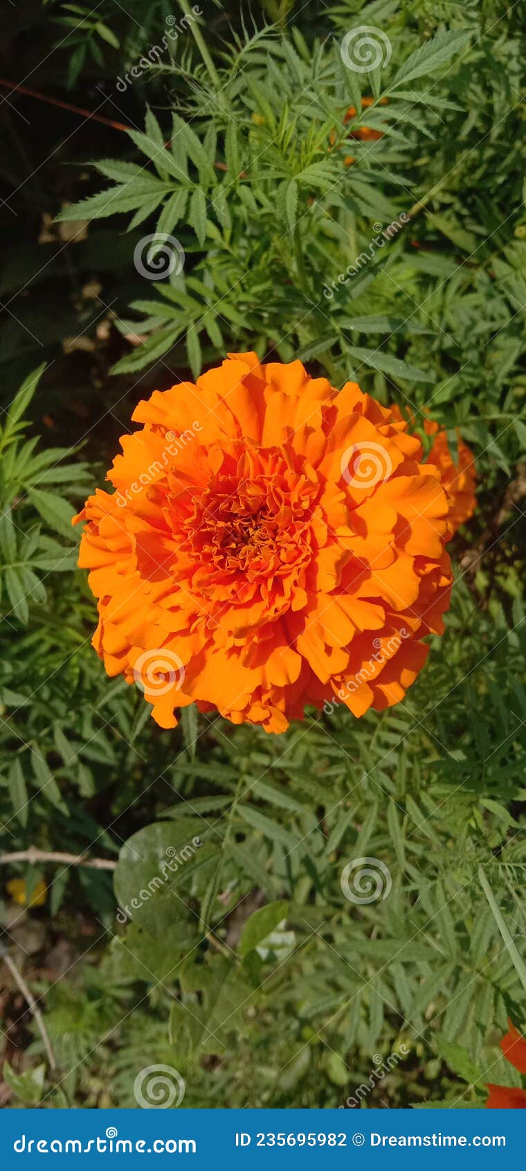 Big Marigold Flower Best Best Stock Photo - Image of beautiful ...