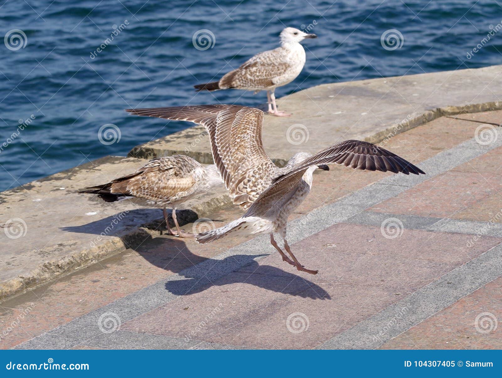Big Marine gull stock image. Image of freedom, black - 104307405