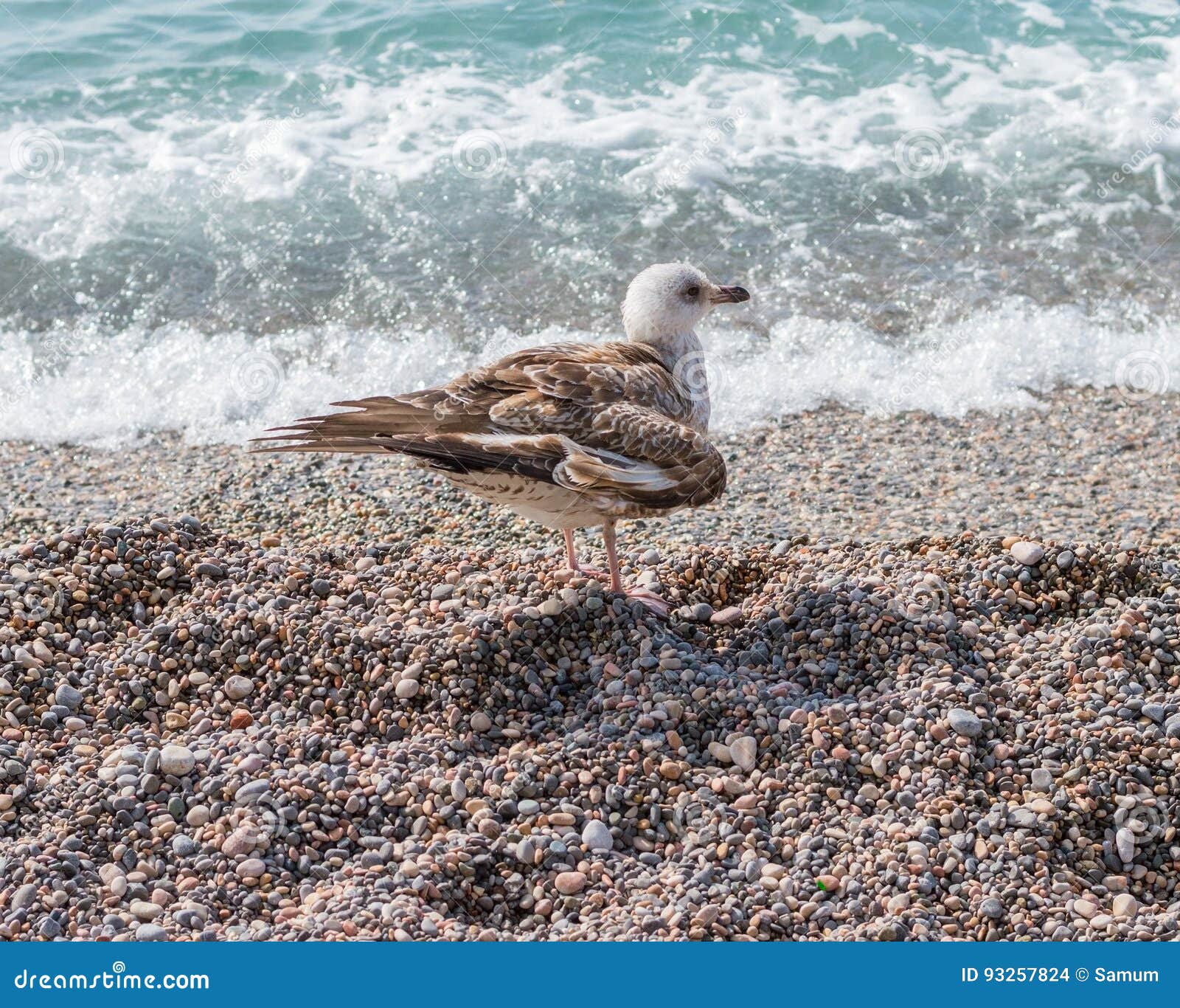 Big Marine gull on rest stock photo. Image of freely - 93257824
