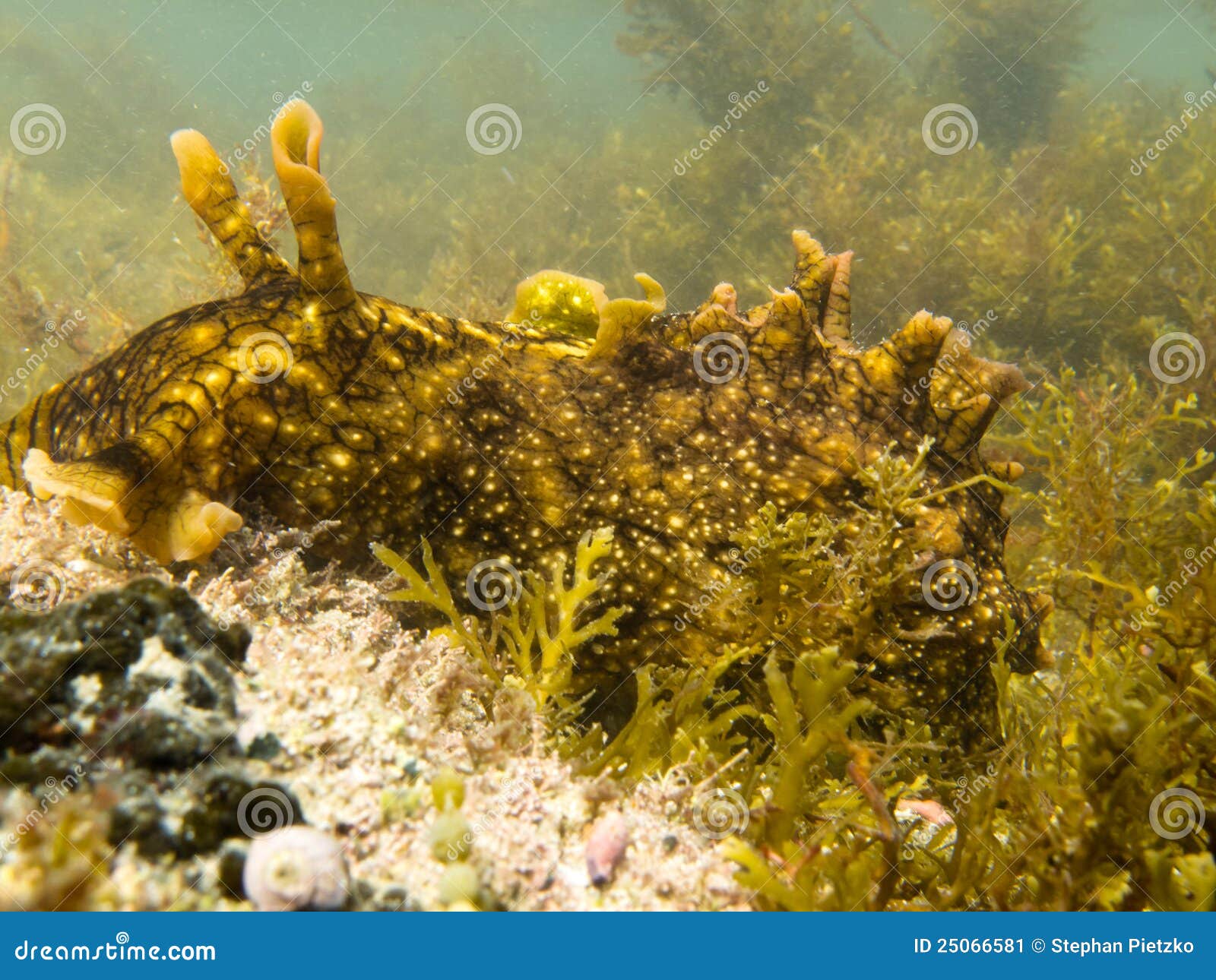 Big Marine Slug Grazes Algae Growing on Seaweed Stock Image - Image of ...