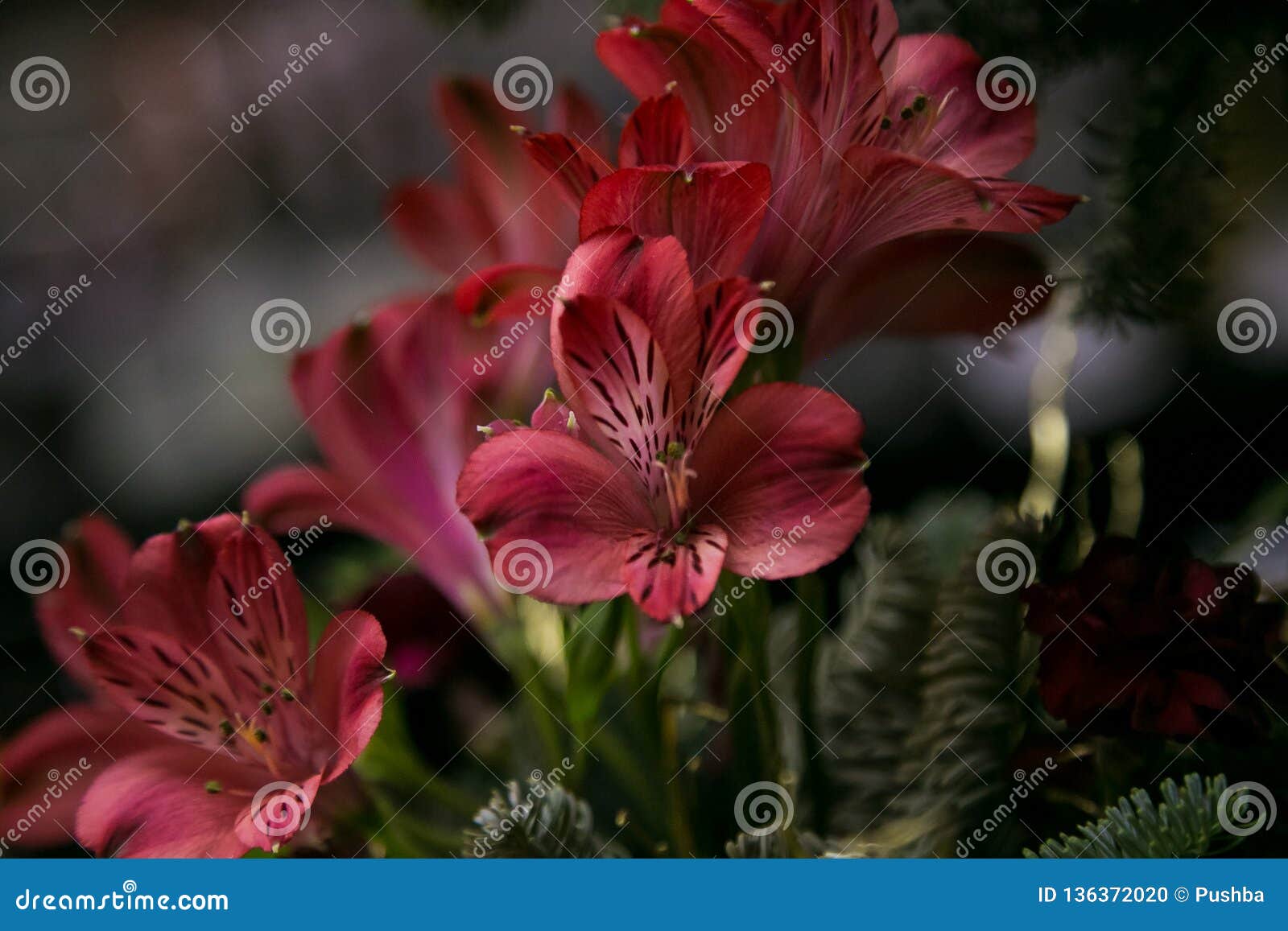 Big Maroon Tiger Lily Flowers Stock Photo - Image of calla, astilbe ...