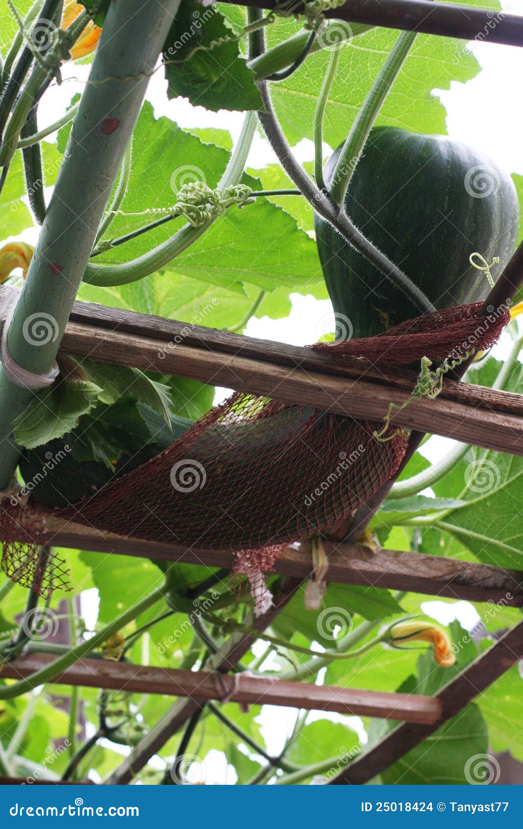 Big marrow ripe in net stock photo. Image of gardening - 25018424