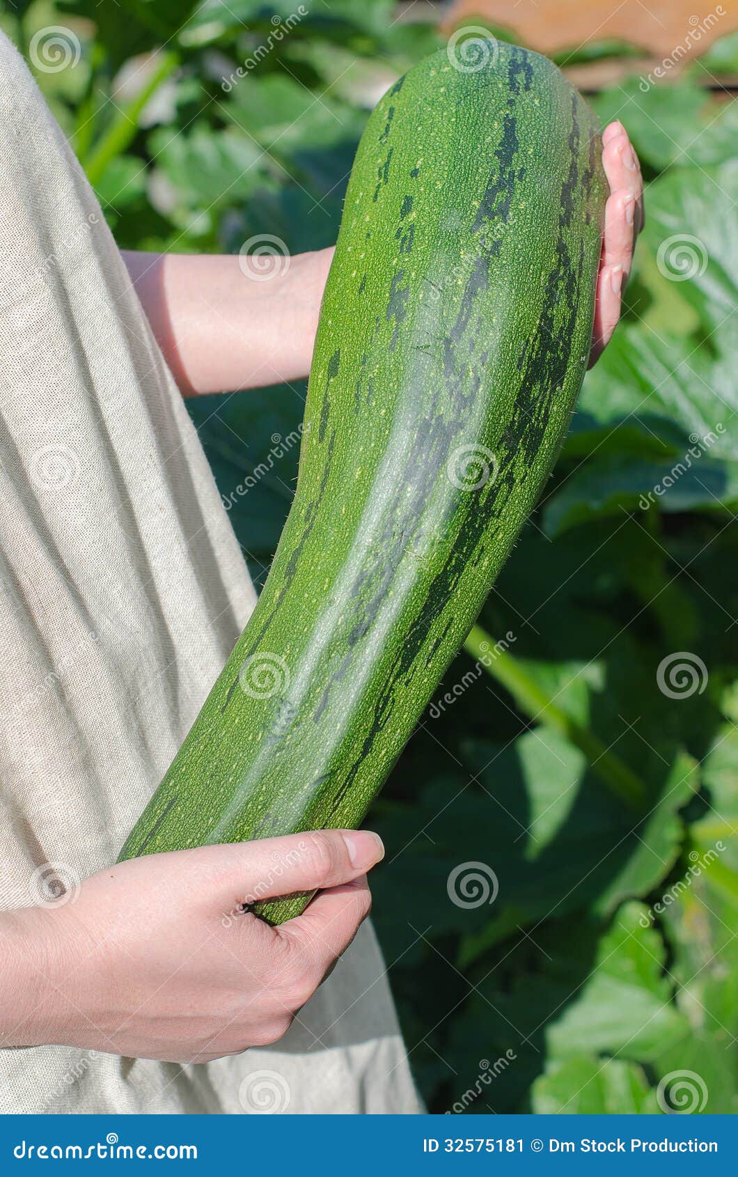 Big marrow squash stock image. Image of food, nutrition - 32575181