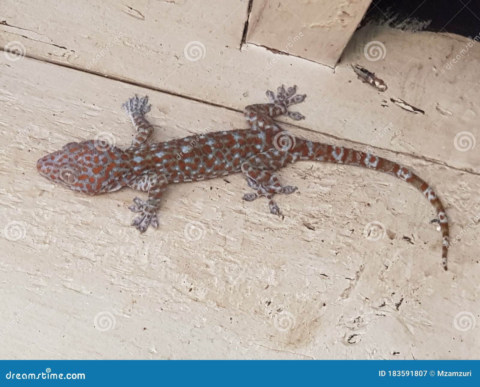 A big master lizzard stock image. Image of lizard, frog - 183591807