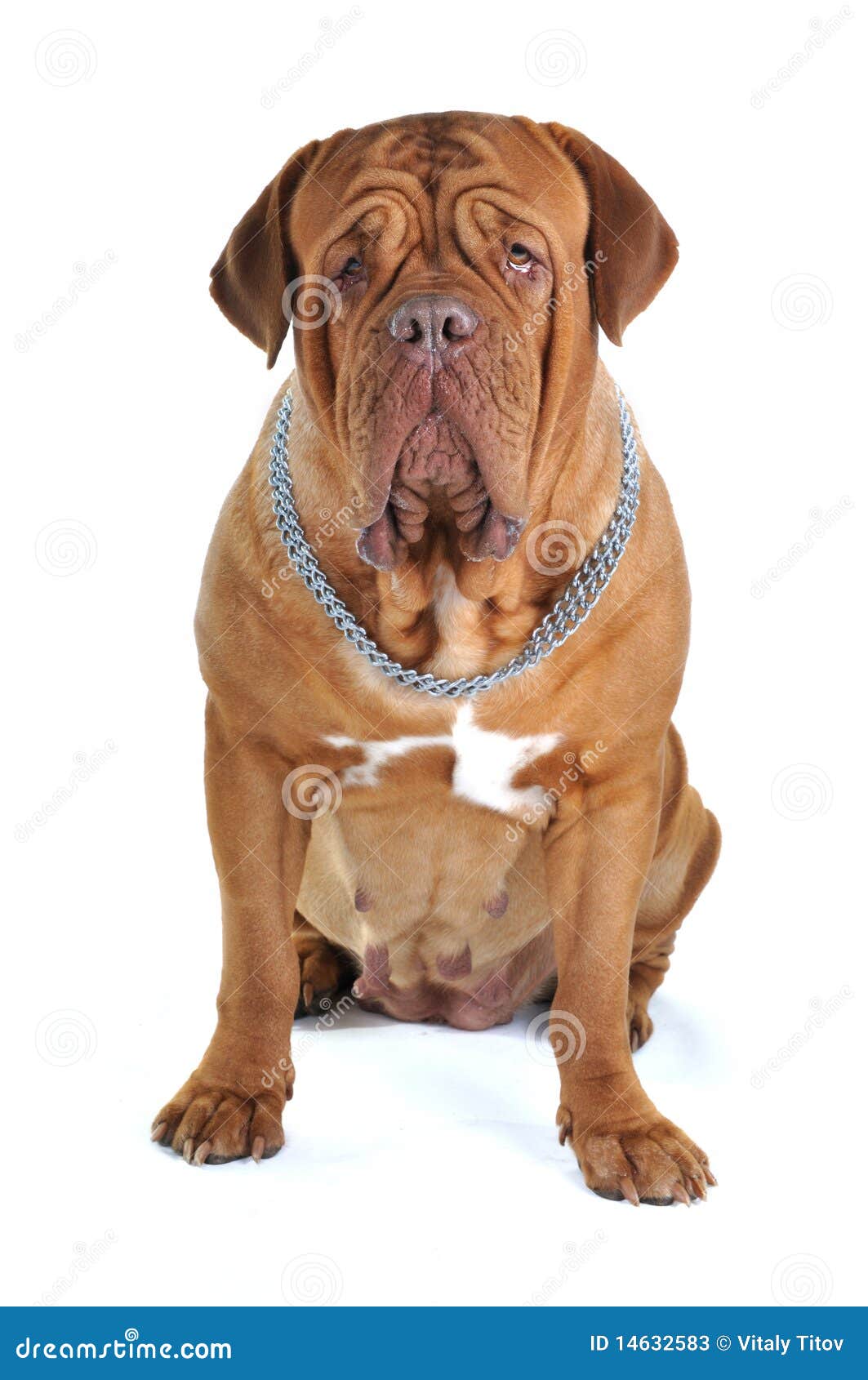Big Mastiff Portrait stock image. Image of brown, mastiff - 14632583