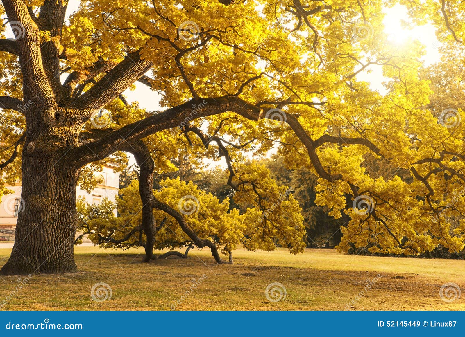 Big mature autumn tree stock image. Image of path, golden - 52145449