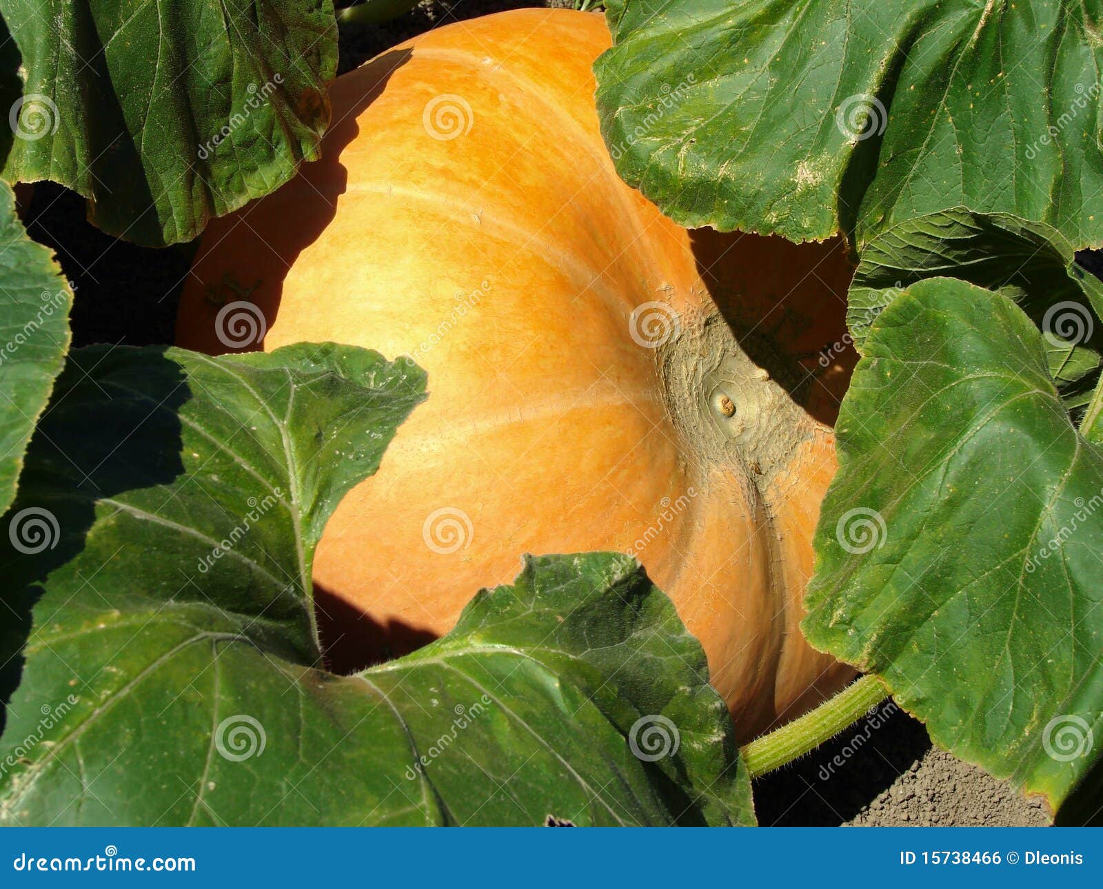 Big max stock photo. Image of ripe, growing, food, fresh - 15738466