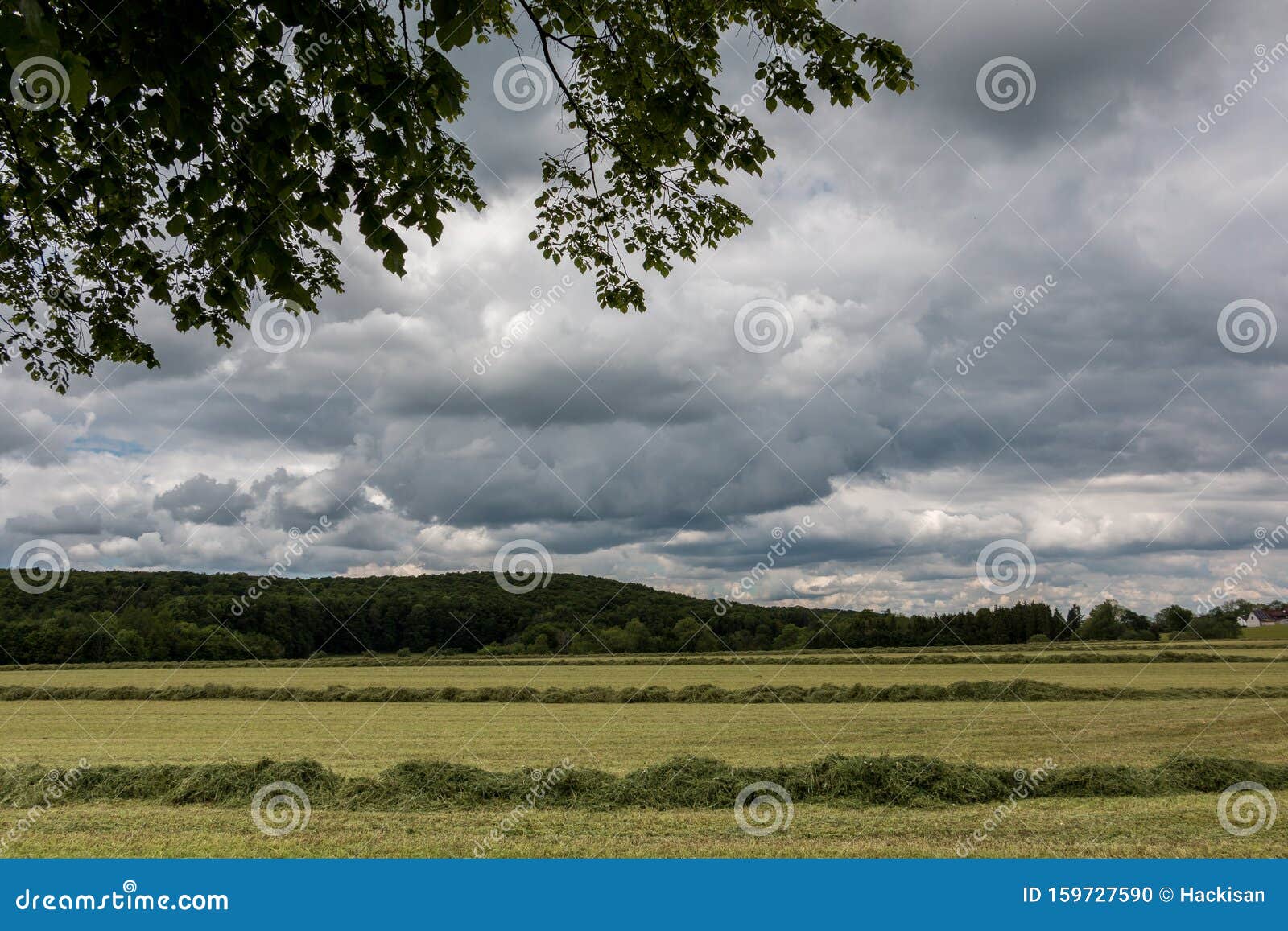 Big Meadow with Cut Grass in the Middle of the German Countryside Stock ...