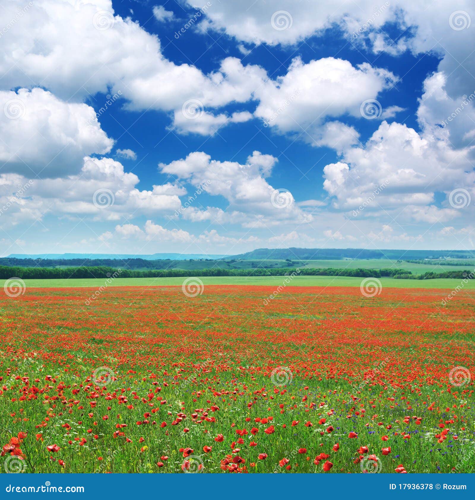 Big meadow of poppys stock photo. Image of outdoor, farm - 17936378