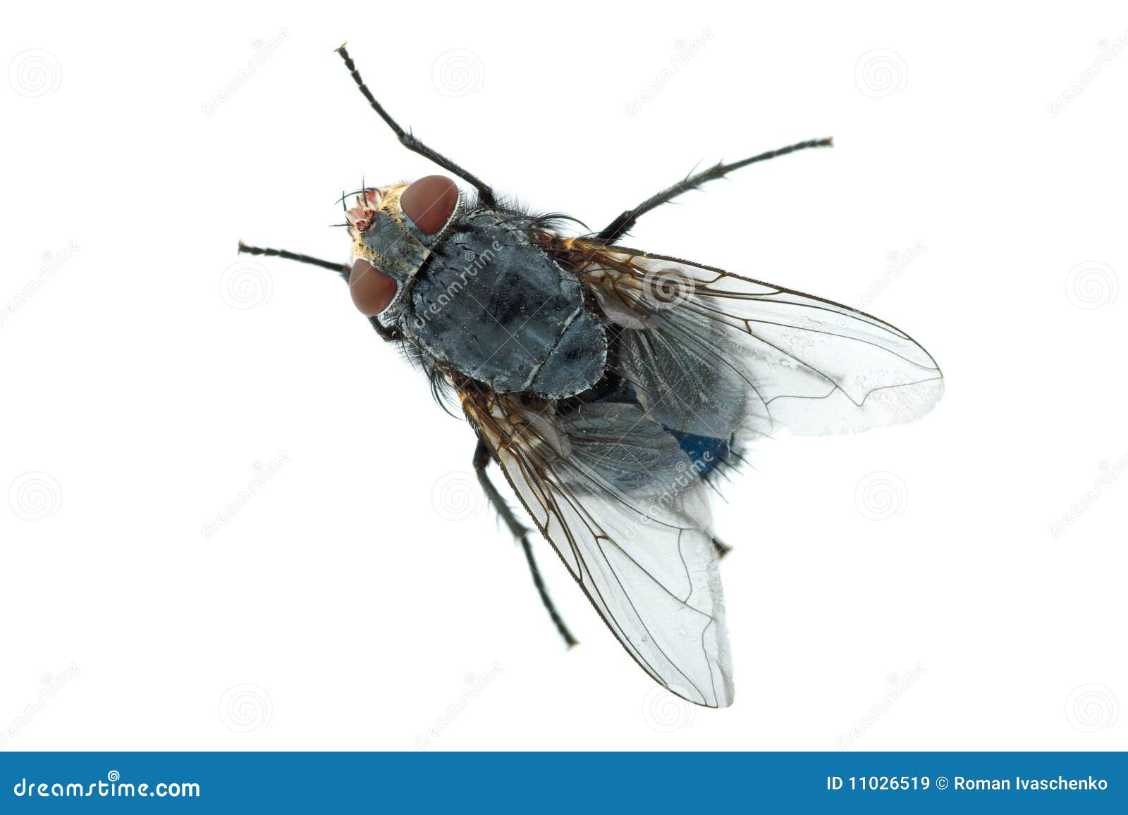 Big meat fly stock image. Image of hairy, insect, annoyance - 11026519