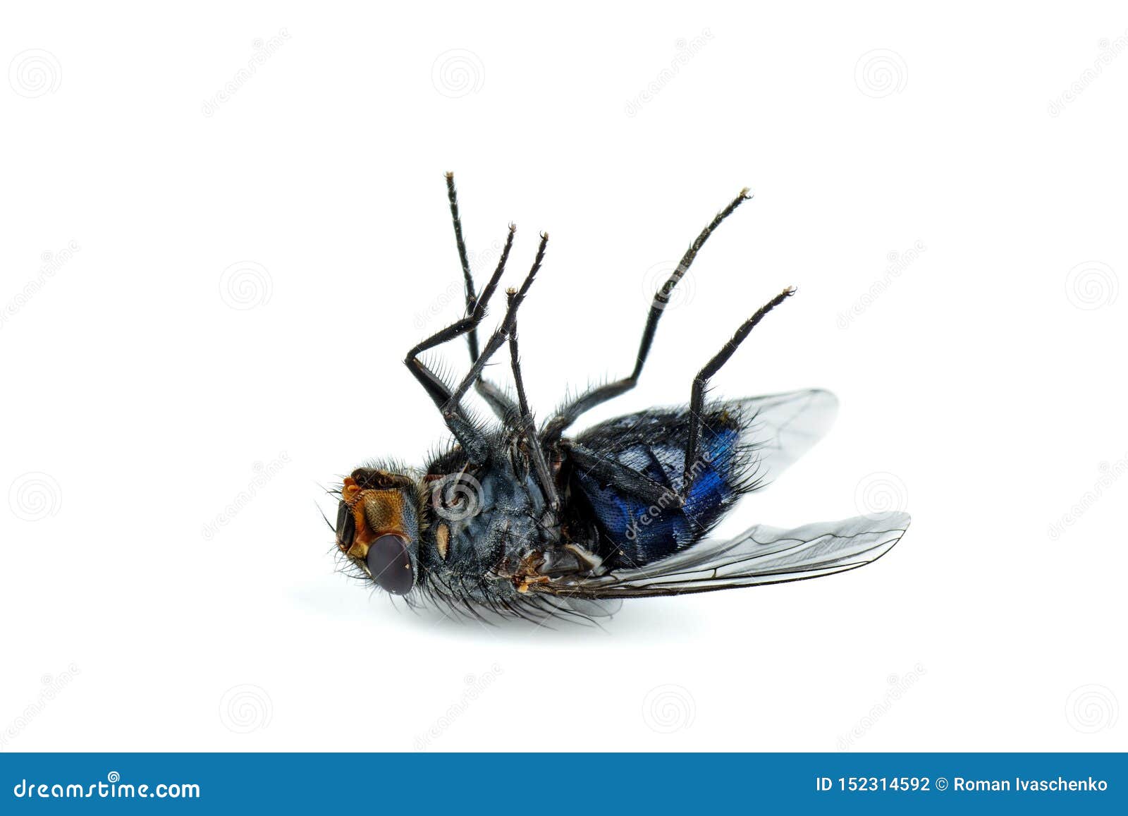 Big meat fly dead stock photo. Image of closeup, entomology - 152314592