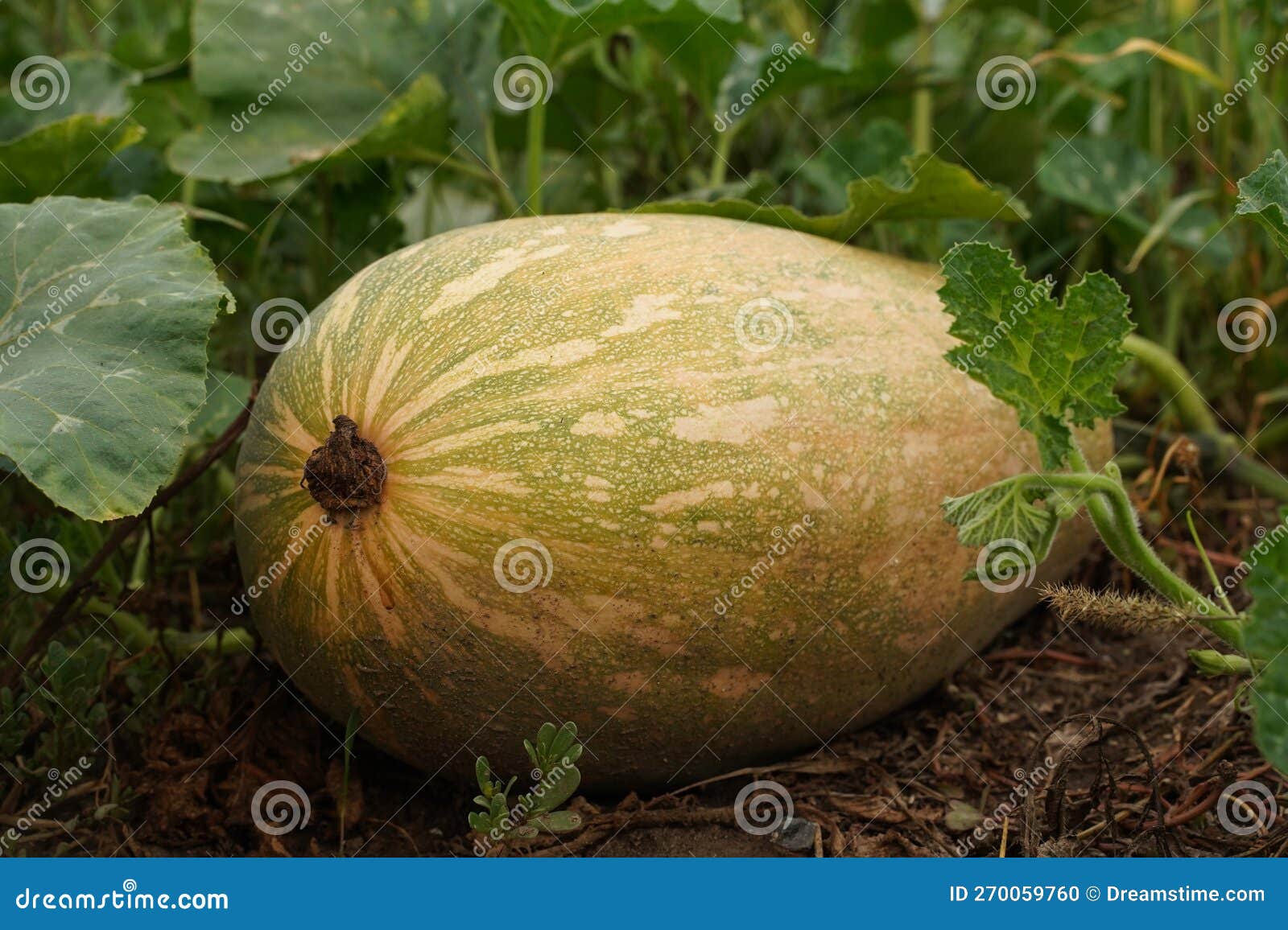 A Big Melon Close-up in a Field. Stock Photo - Image of leaf, close ...