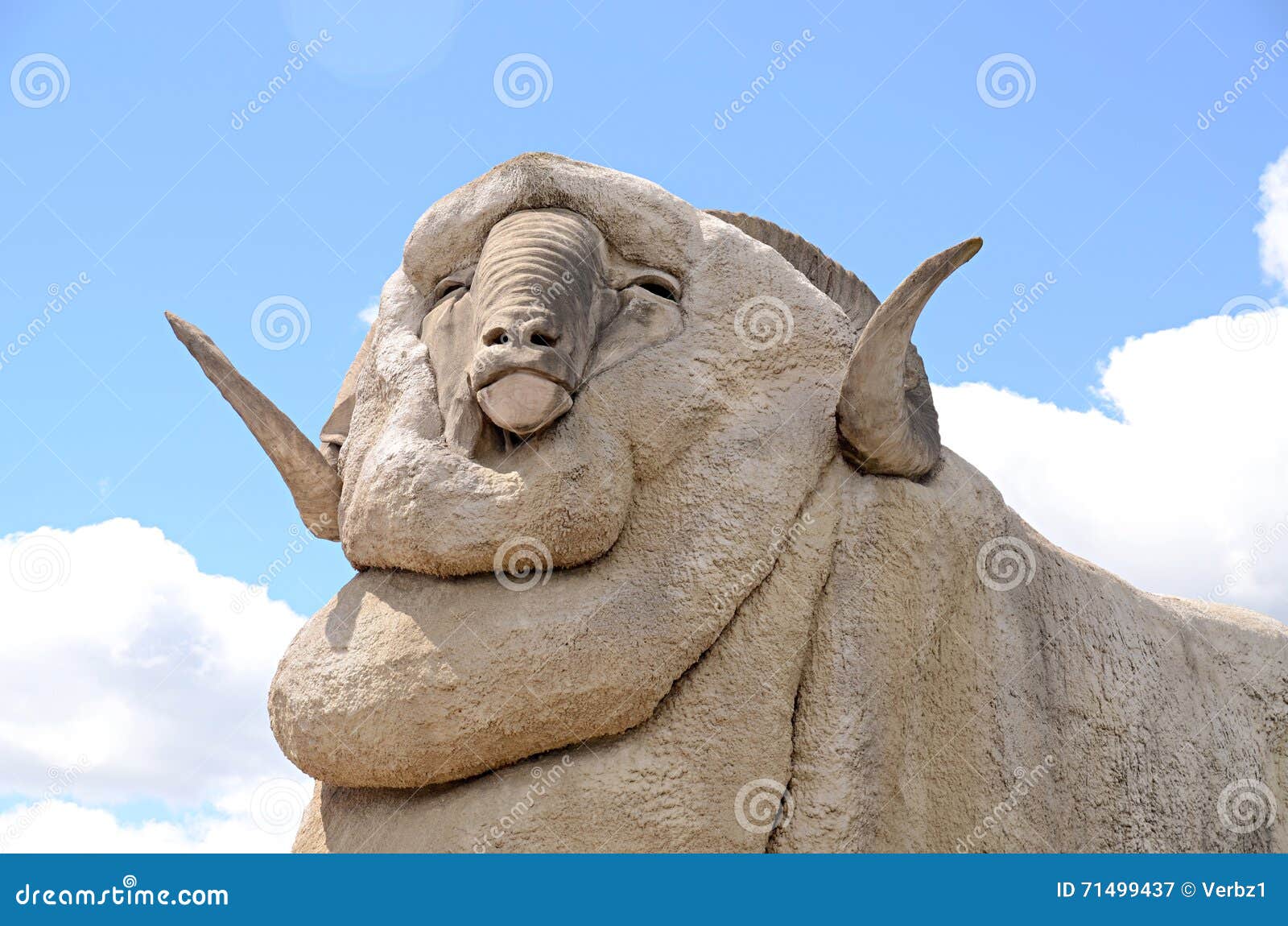 The Big Merino stock image. Image of country, farming - 71499437